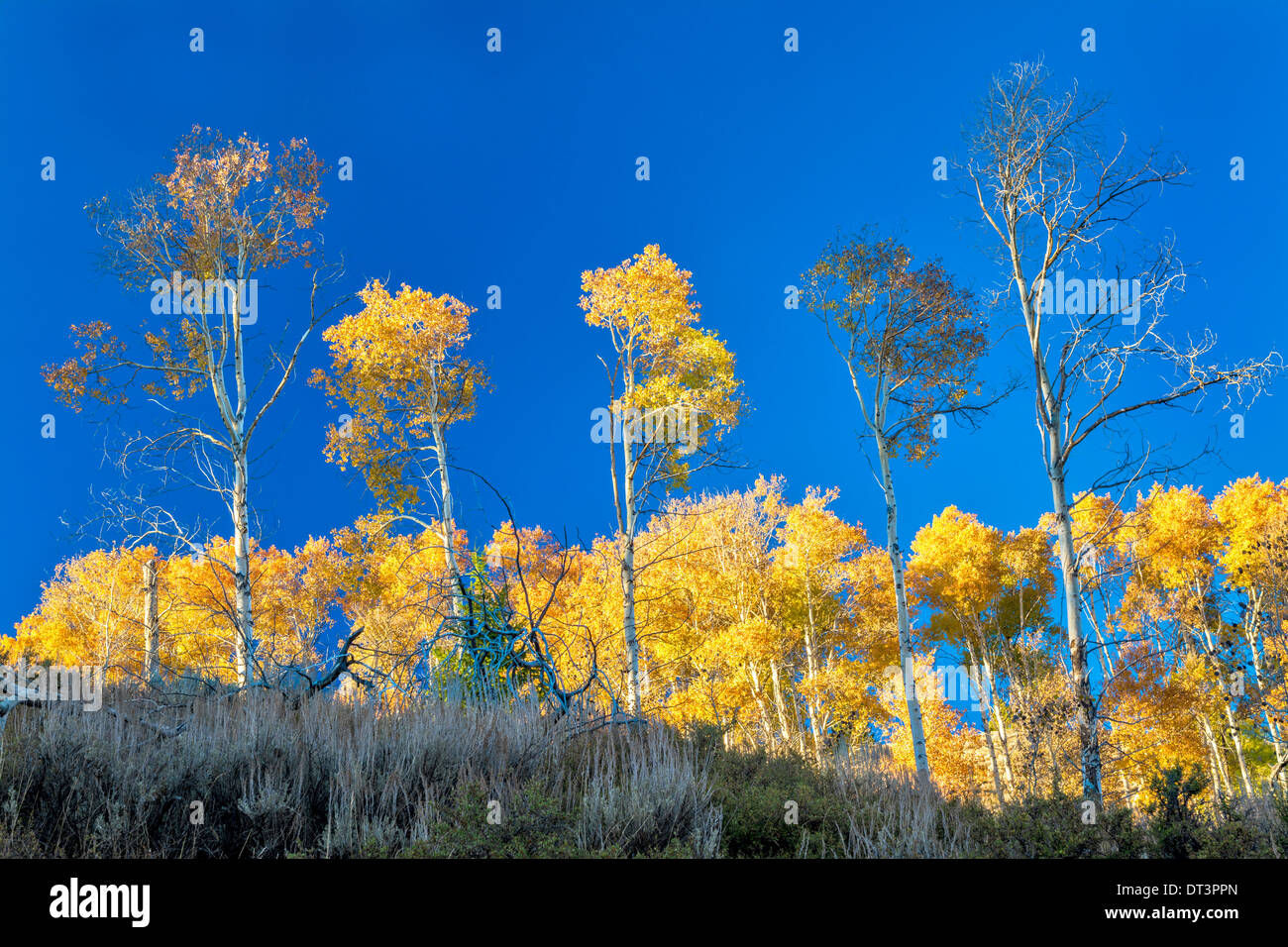 Tall autumn trees hi-res stock photography and images - Alamy