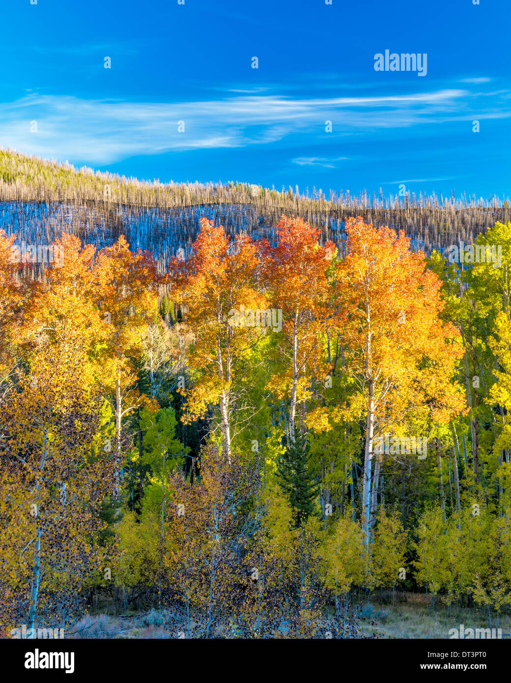 Tall trees in a forest hi-res stock photography and images - Alamy
