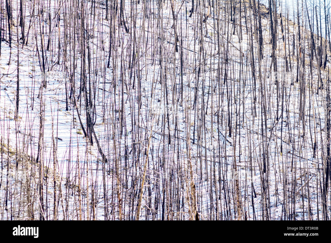Trees burnt by forest fire hi-res stock photography and images - Alamy