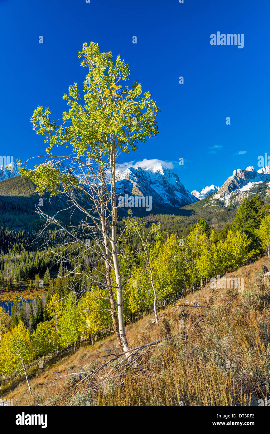 Lone Aspen High Resolution Stock Photography and Images - Alamy