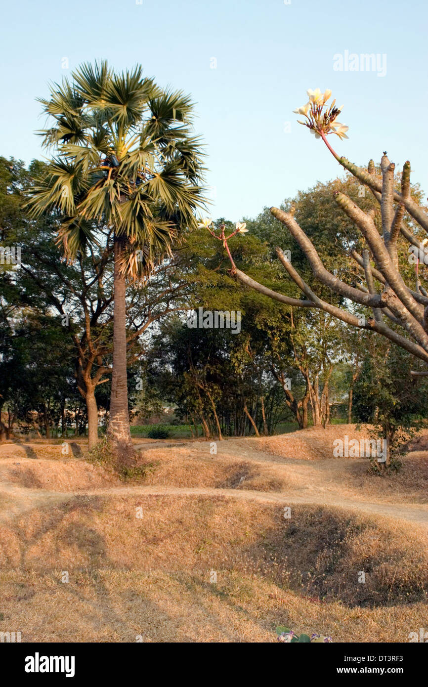Tree grow above ground used for mass graves during the Pol Pot regime ...