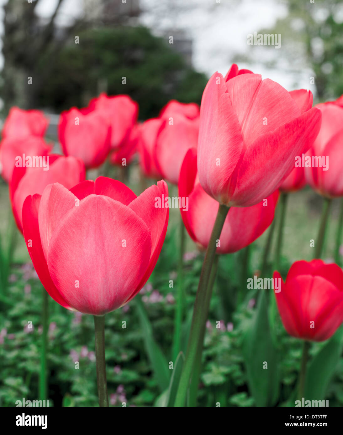Red tulips blossoming in the center of memorial park in spring ...