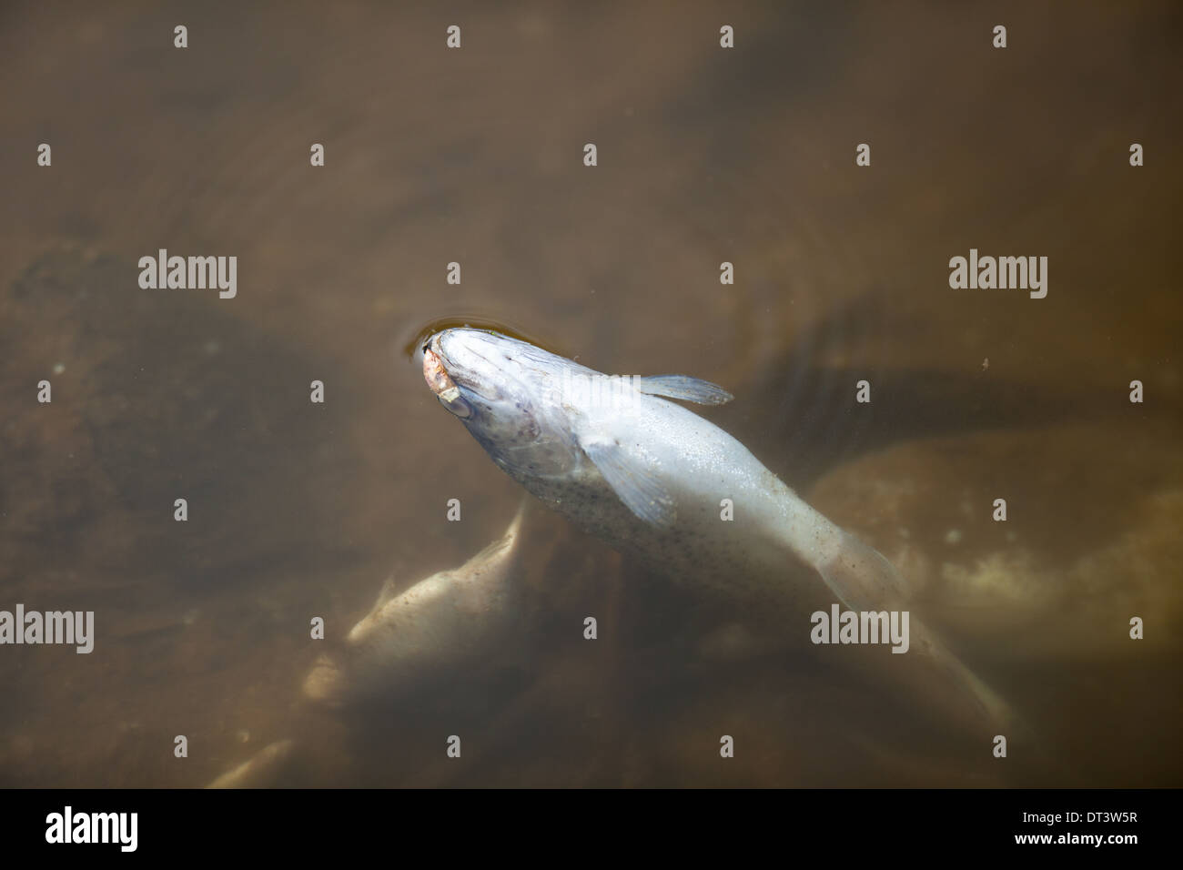Dead fish in polluted pond/river/lake ecological disaster concept Stock ...