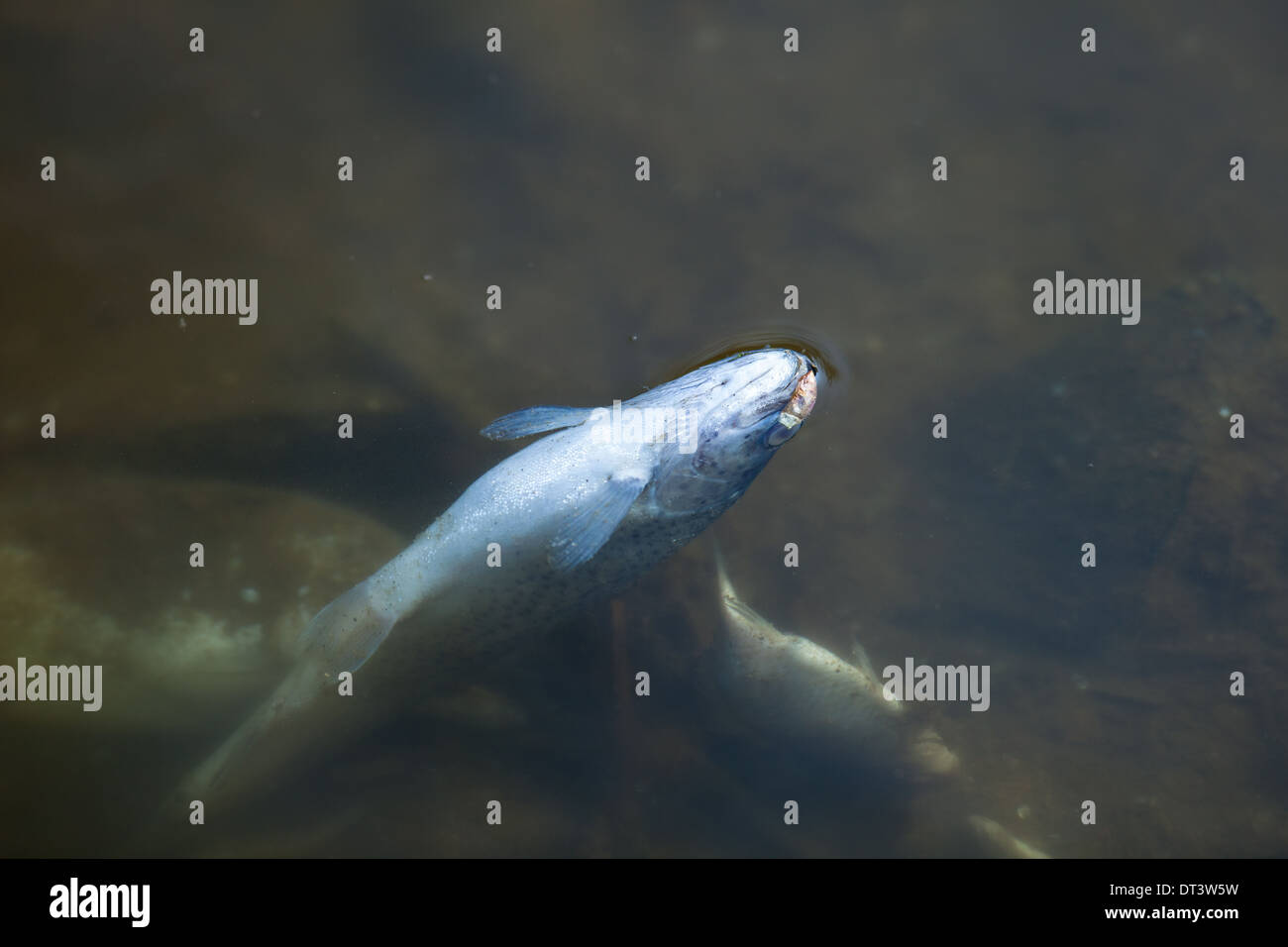 Dead fish in polluted pond/river/lake ecological disaster concept Stock ...