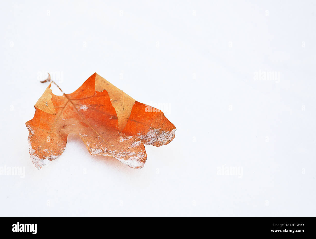 Last leaf of winter hi-res stock photography and images - Alamy