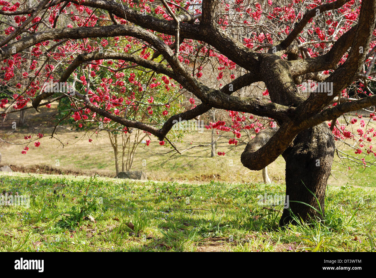 Old plum tree hi-res stock photography and images - Alamy