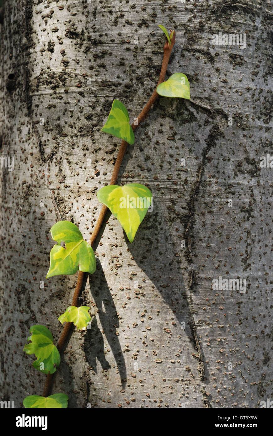 Young ivy leaf hi-res stock photography and images - Alamy