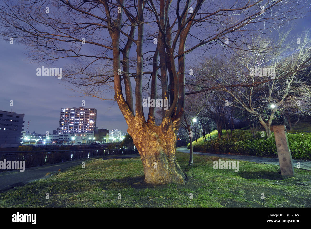 Elm grass hi-res stock photography and images - Alamy