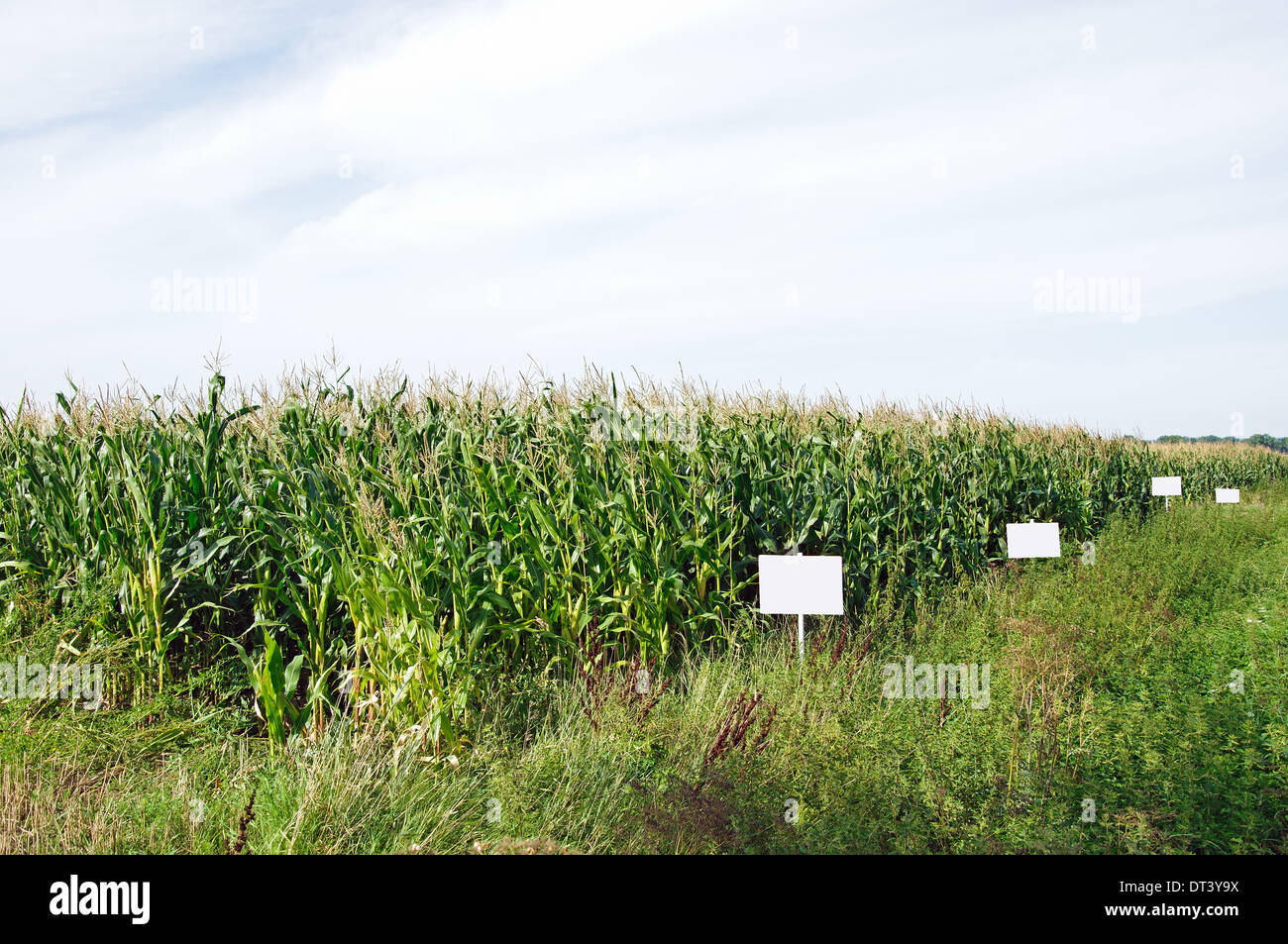 Big corn field hi-res stock photography and images - Alamy