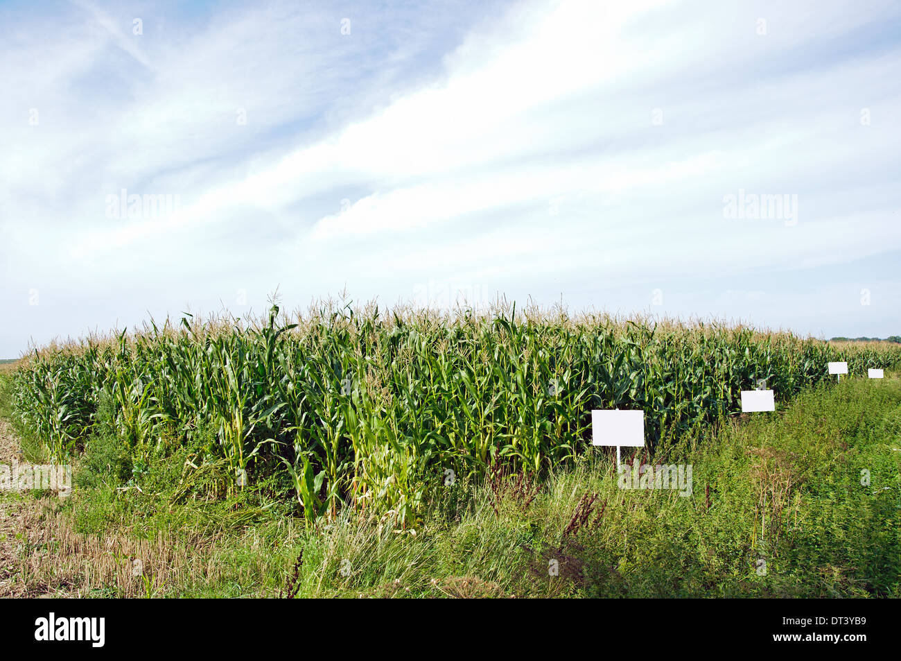 Field ecology hi-res stock photography and images - Alamy