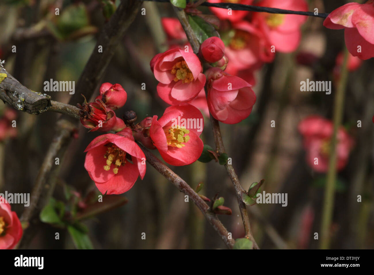 Japanese quince chaenomeles japonica in hi-res stock photography and ...