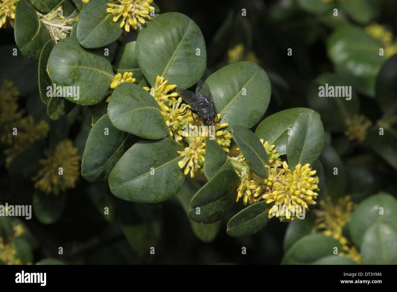 Box hedges hi-res stock photography and images - Alamy