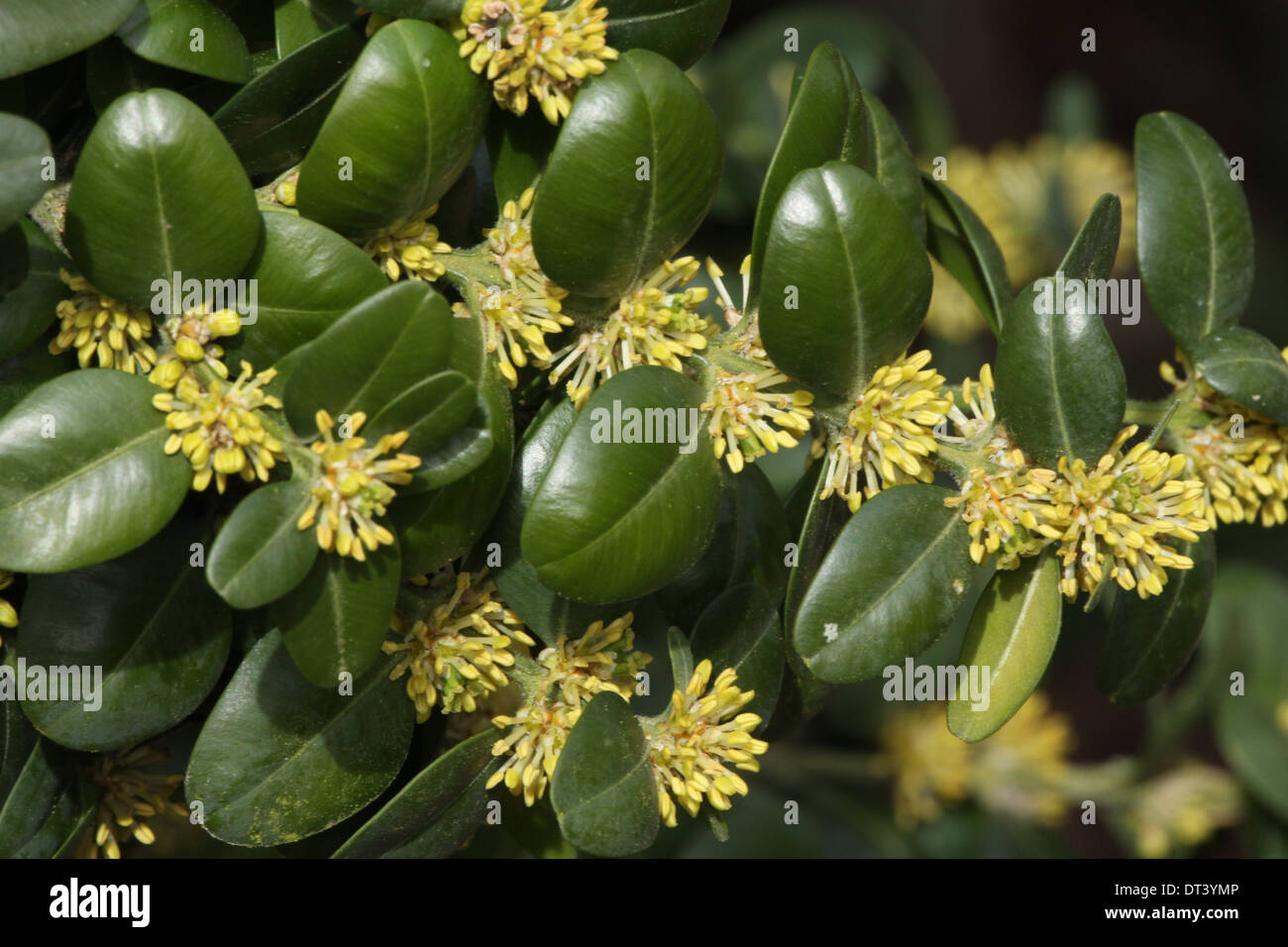 Box hedges hi-res stock photography and images - Alamy