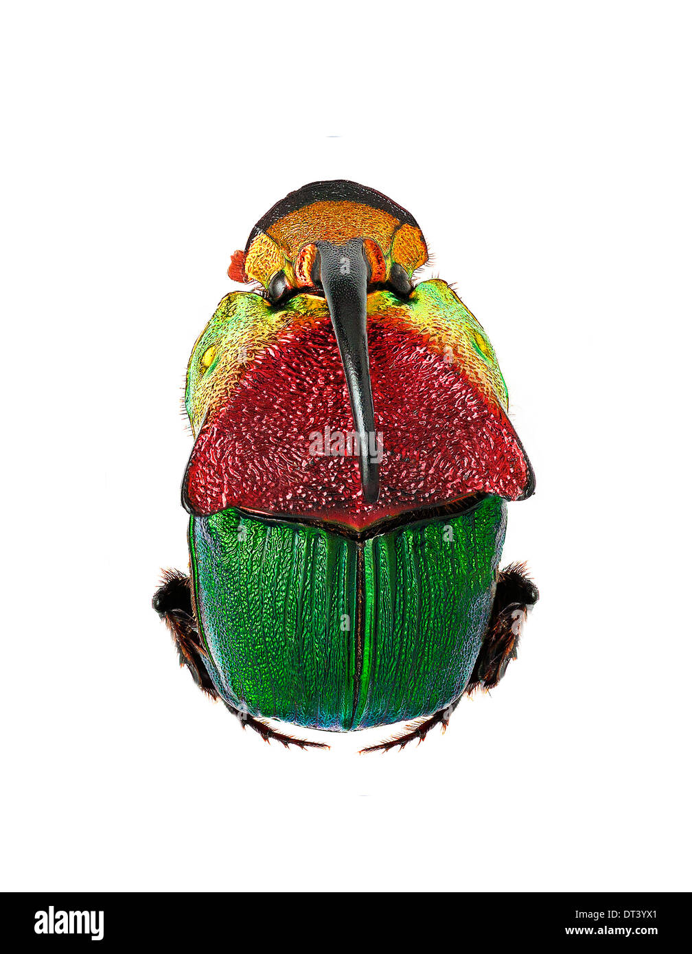 Phaneus hi-res stock photography and images - Alamy