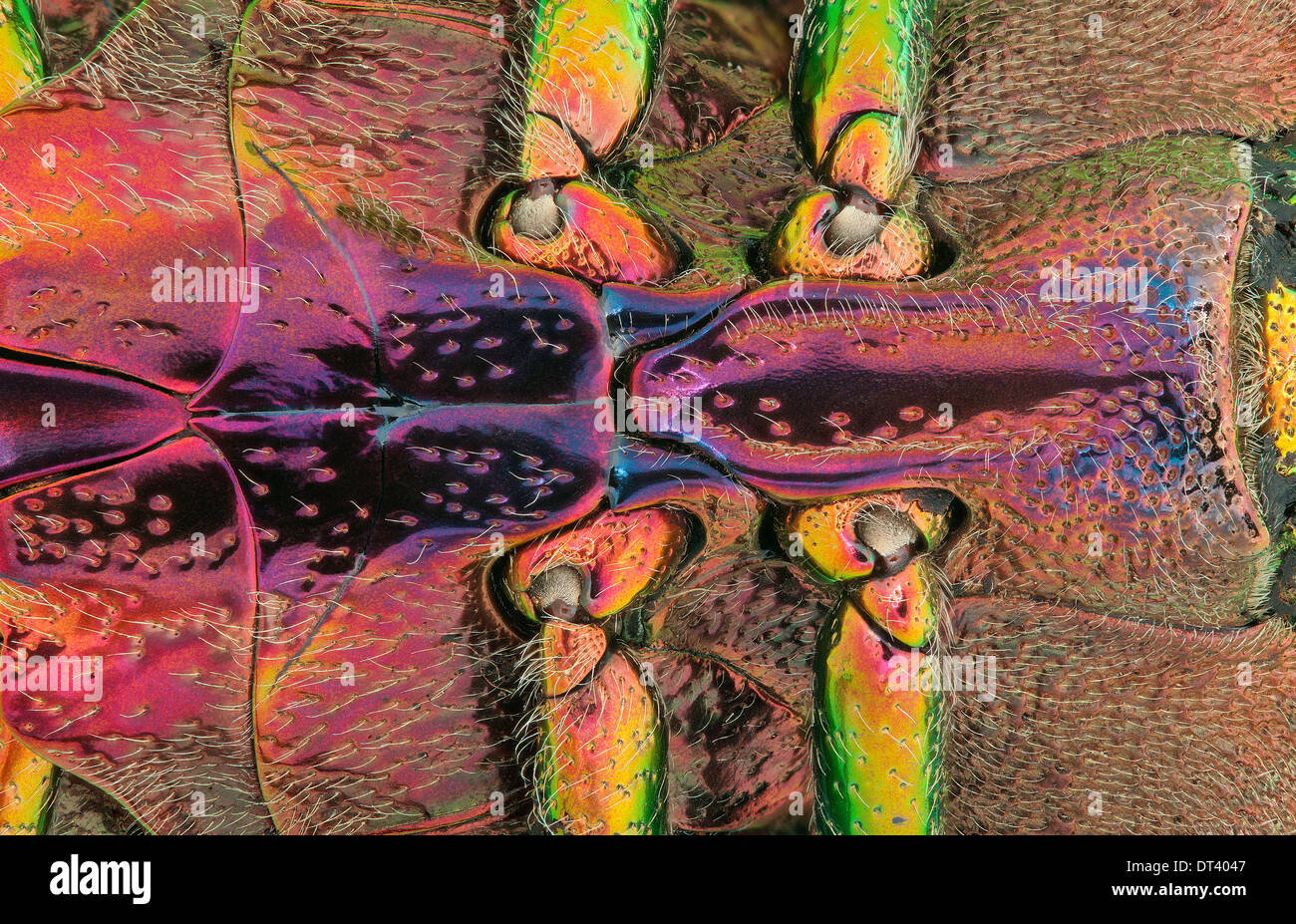 Polybothris quadricollis:view of the chest Stock Photo - Alamy