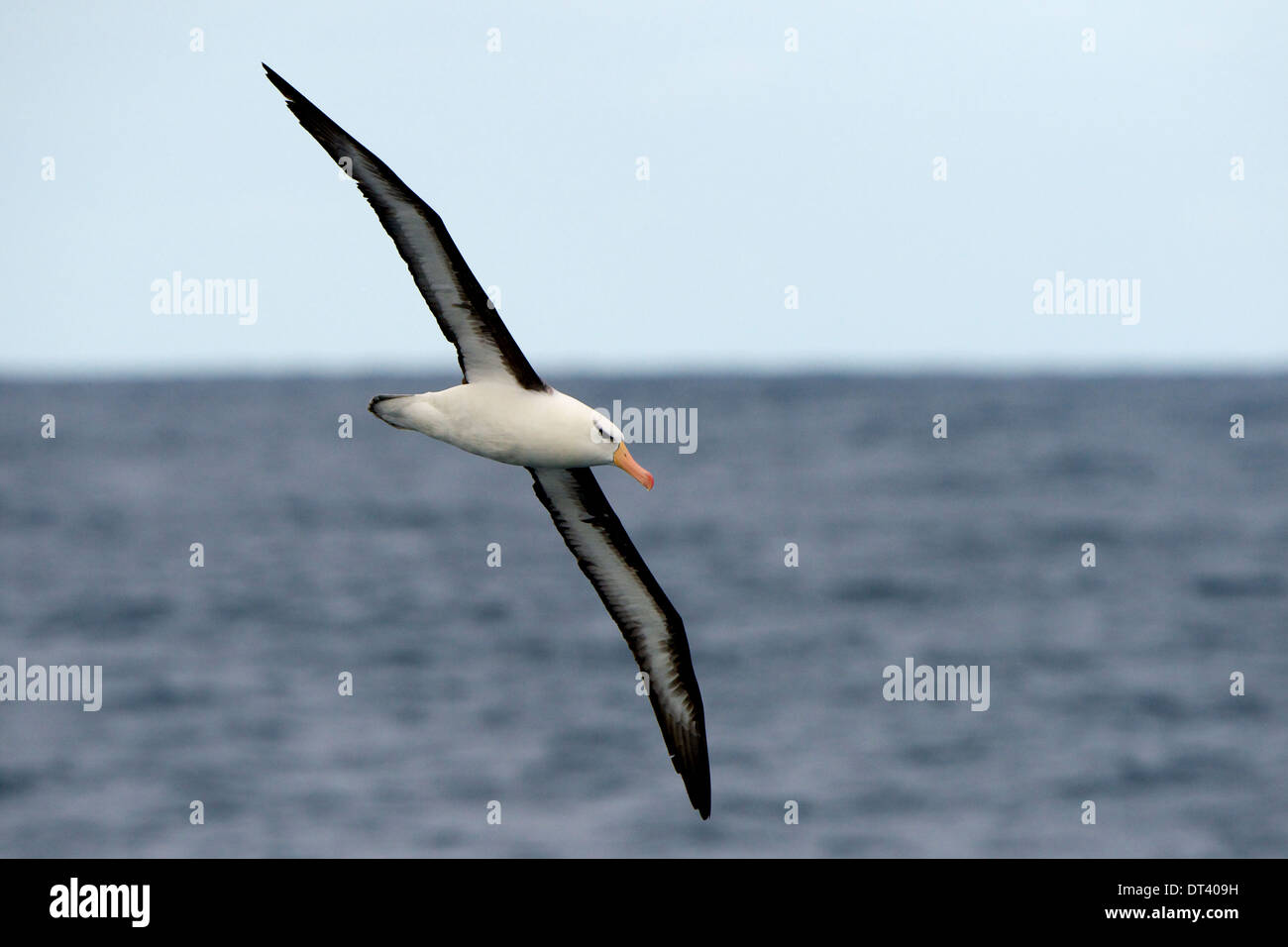 Dark browed albatross hi-res stock photography and images - Alamy