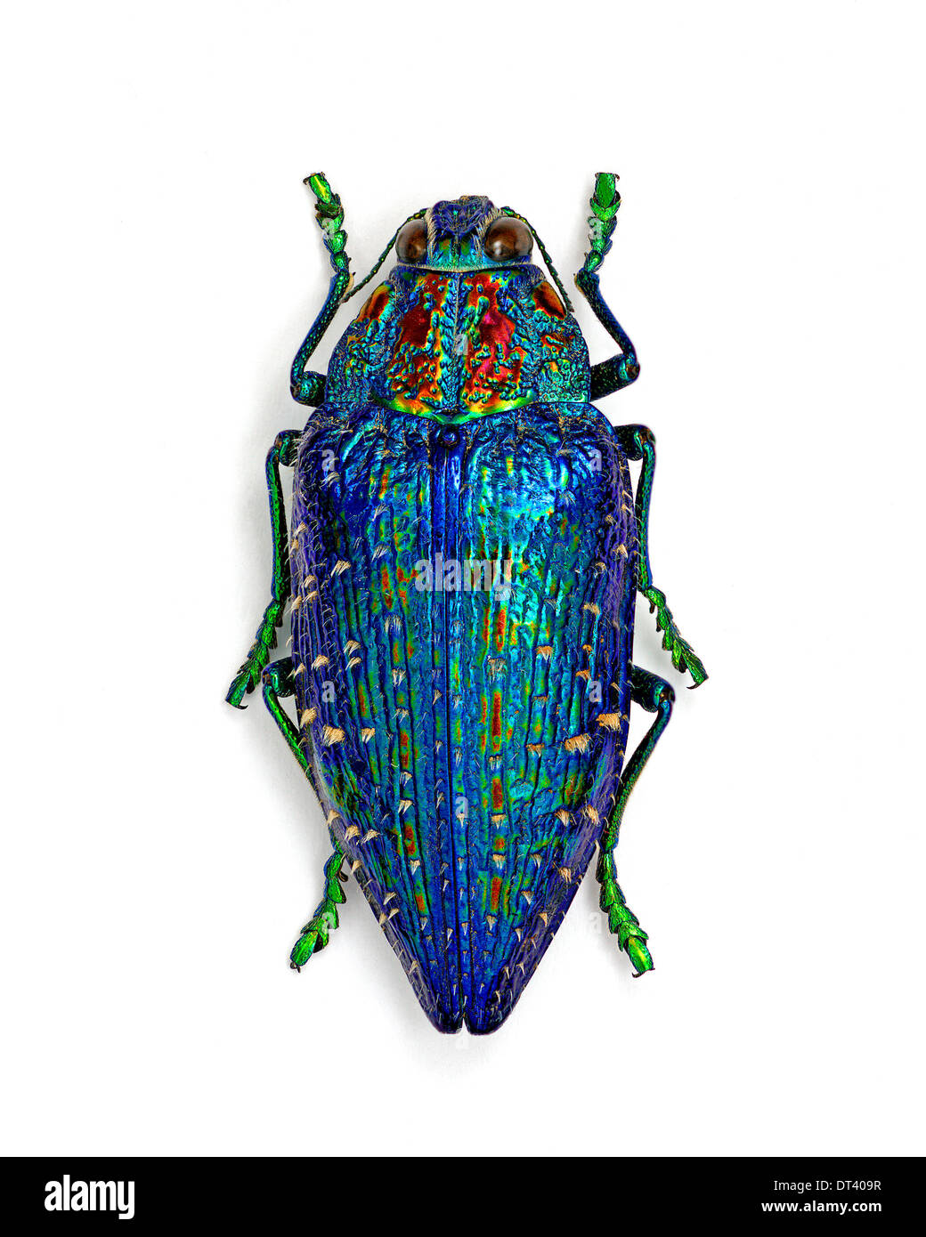 Polybothris sumptuosa gema Stock Photo - Alamy