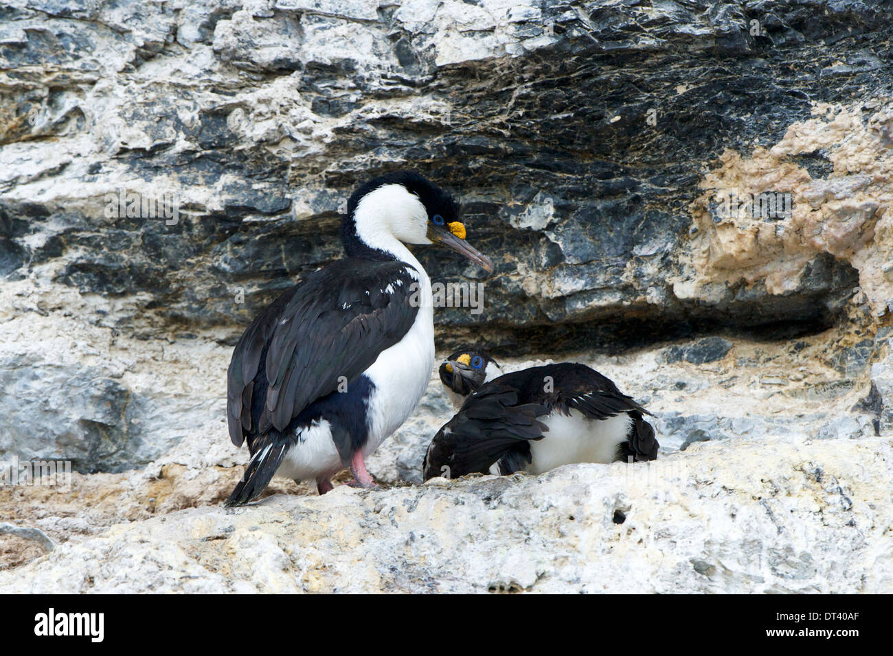 Blue eyed shags hi-res stock photography and images - Alamy