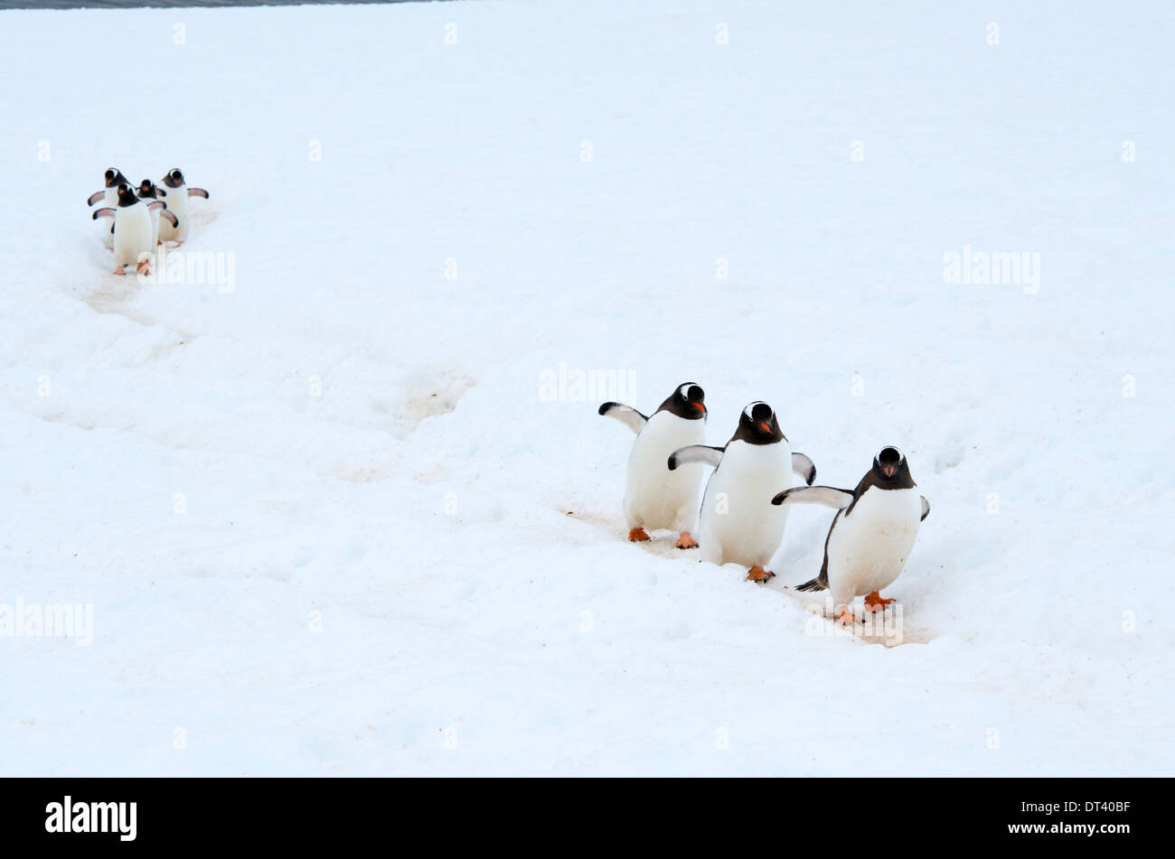Penguin highway hi-res stock photography and images - Alamy