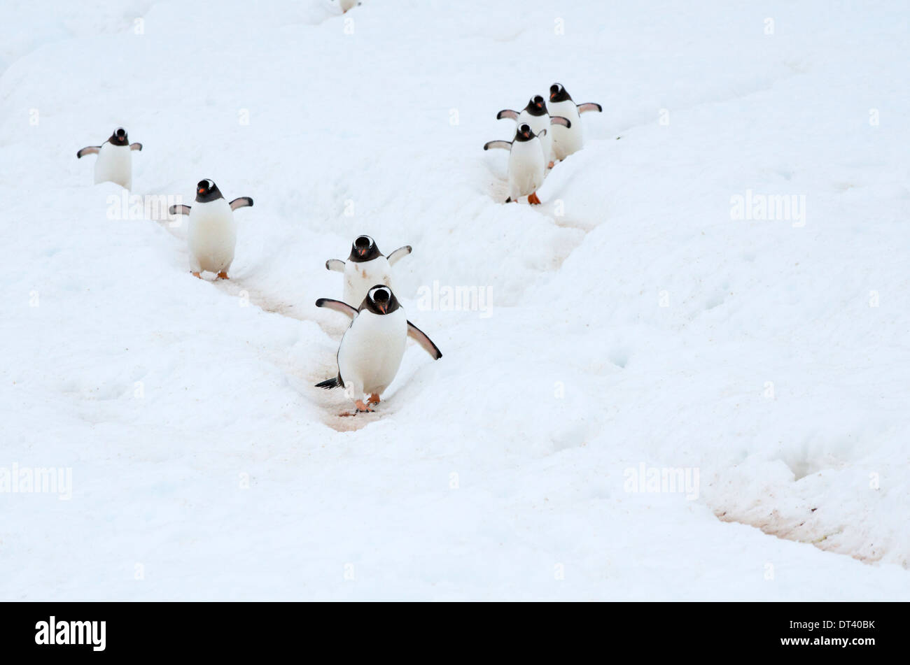 Gentoo Penguins (Pygoscelis papua) in a penguin highway in Antarctica ...