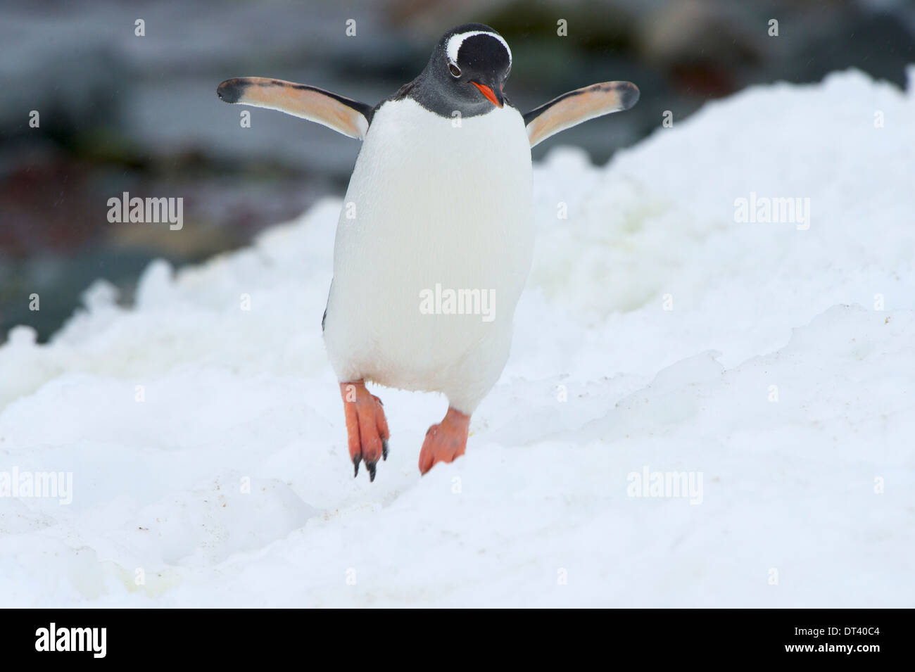 The closest you will see to a Gentoo Penguin (Pygoscelis papua) in ...