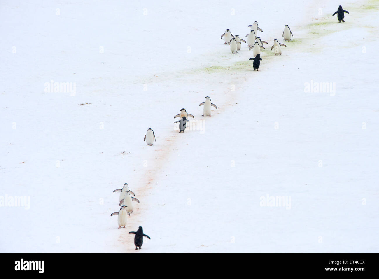 Penguin highway hi-res stock photography and images - Alamy