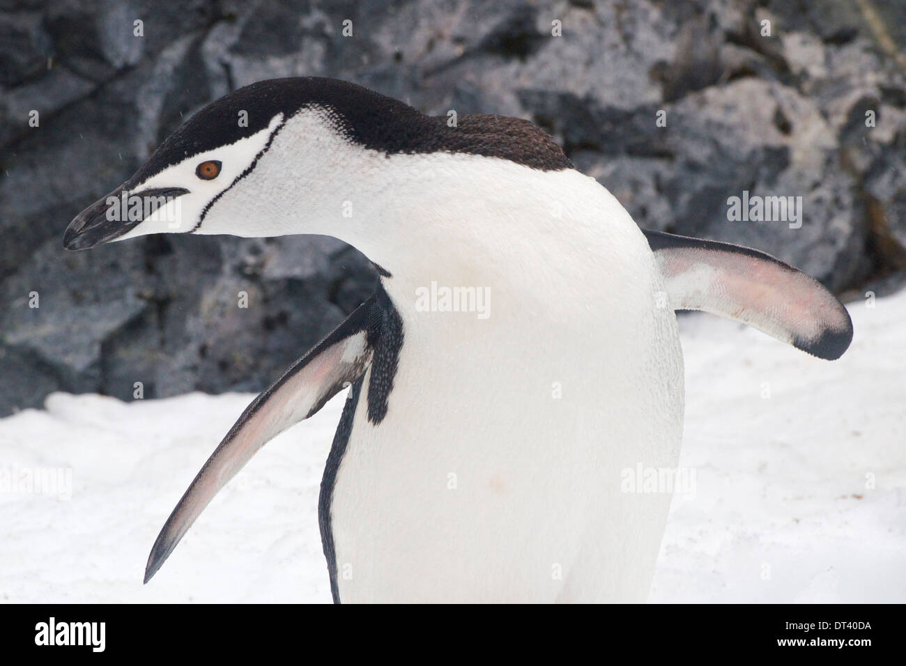 A Chinstrap Penguin (Pygoscelis antarctica) closeup, in the Antarctic ...