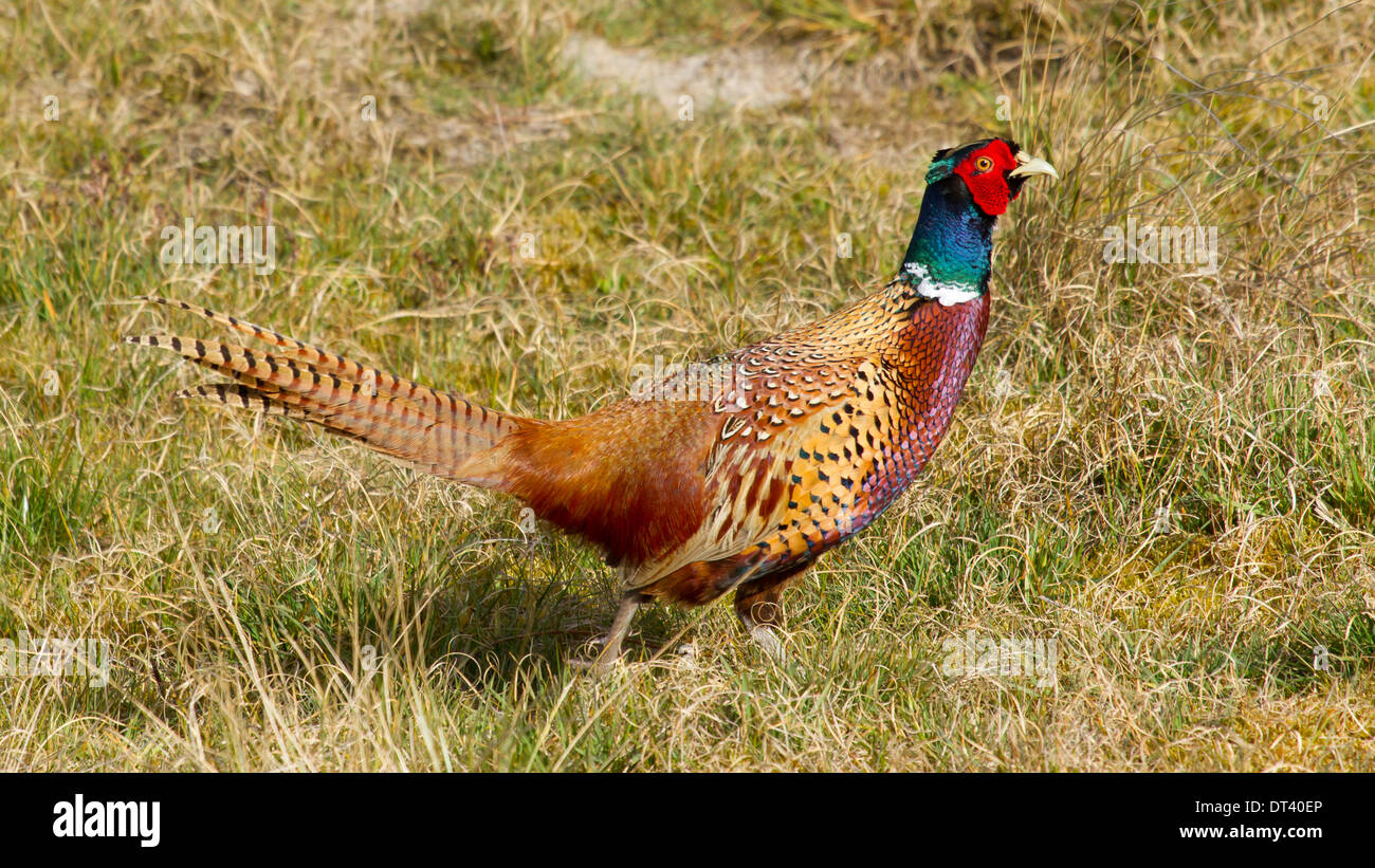 A common Pheasant in it's natural habitat Stock Photo - Alamy