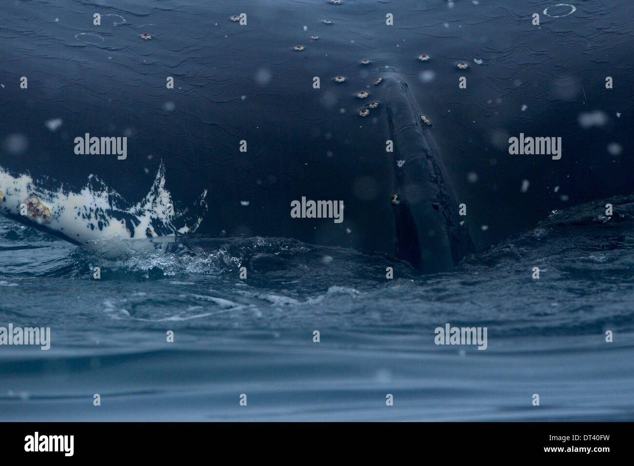 Humpback whale skin closeup hi-res stock photography and images - Alamy