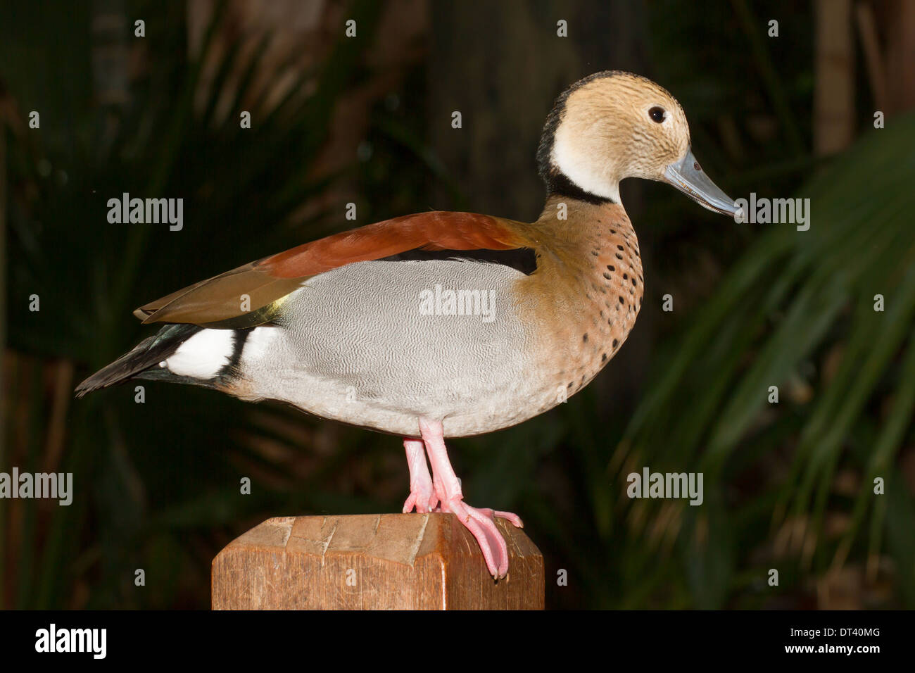 A colorful tropical duck in captivity (Holland Stock Photo - Alamy