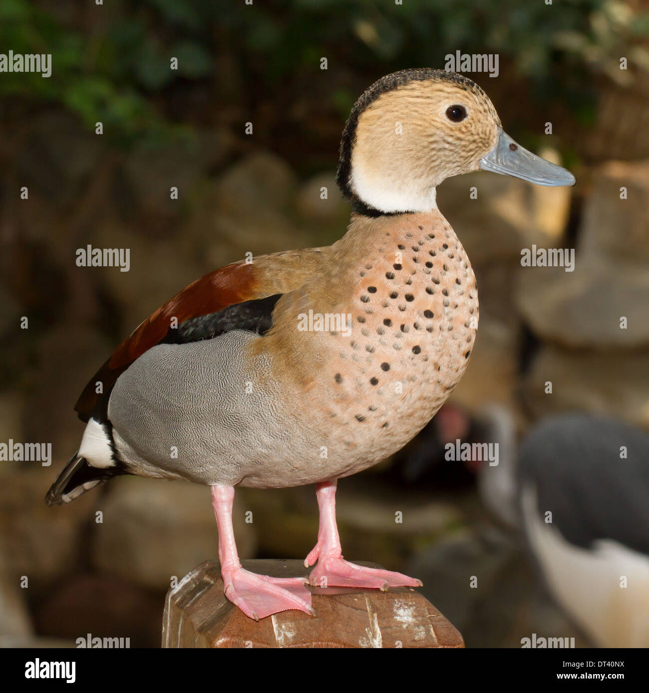 A colorful tropical duck in captivity (Holland Stock Photo - Alamy