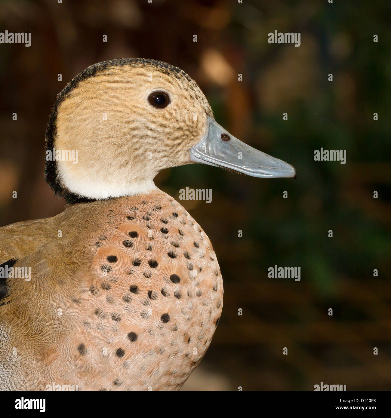 A colorful tropical duck in captivity (Holland Stock Photo - Alamy