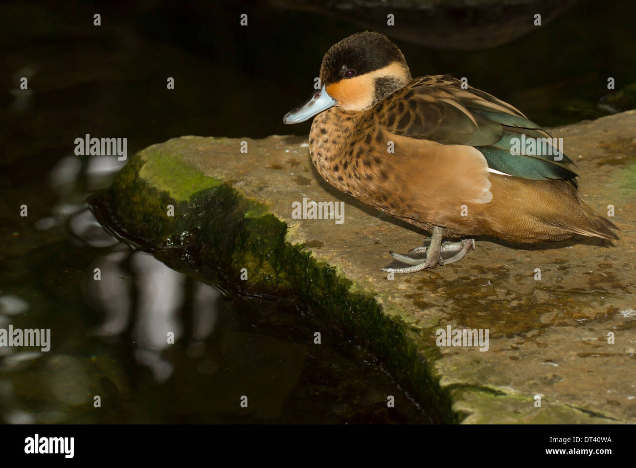 A colorful tropical duck in captivity (Holland Stock Photo - Alamy