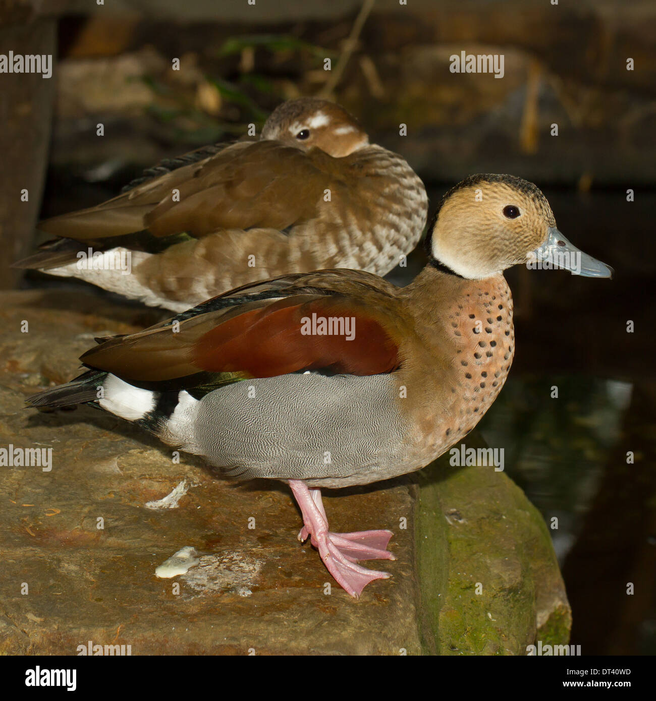 Tropical holland hi-res stock photography and images - Alamy