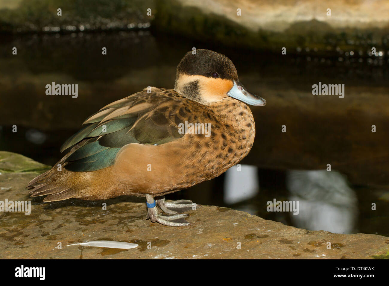 A colorful tropical duck in captivity (Holland Stock Photo - Alamy