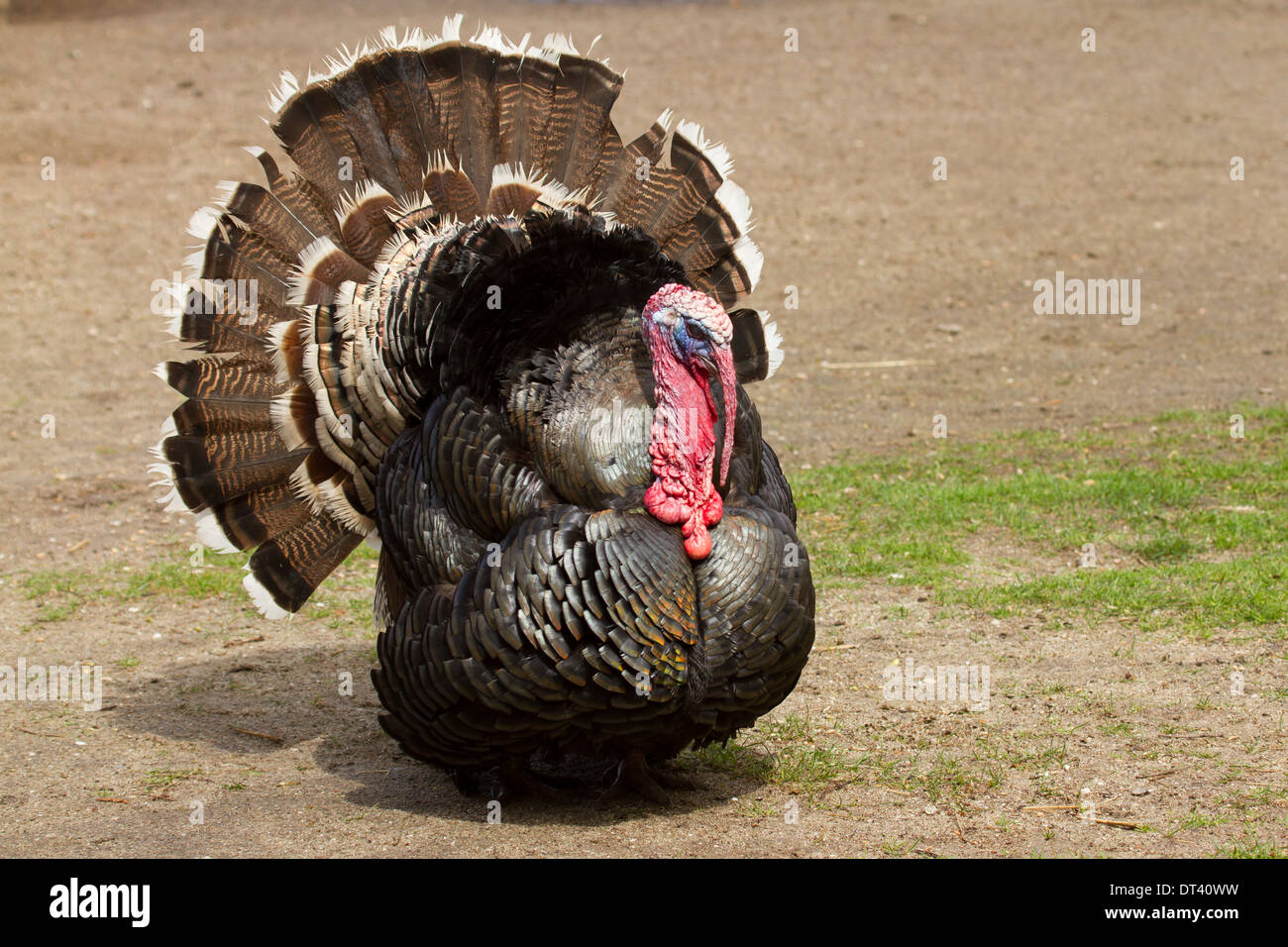A large turkey in it's natural habitat Stock Photo - Alamy