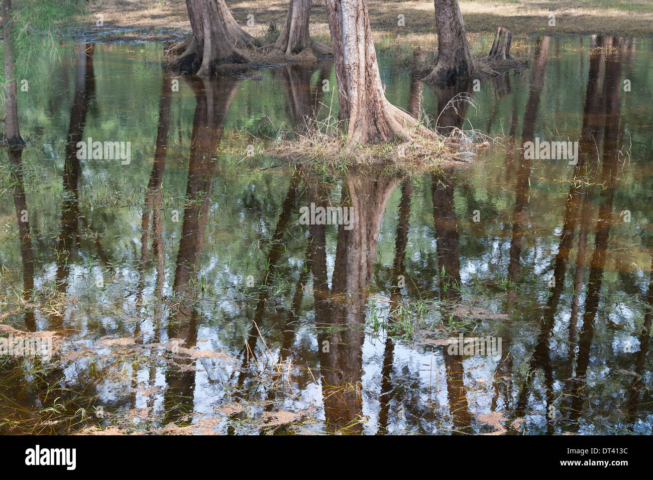 Casuarina trees hi-res stock photography and images - Alamy