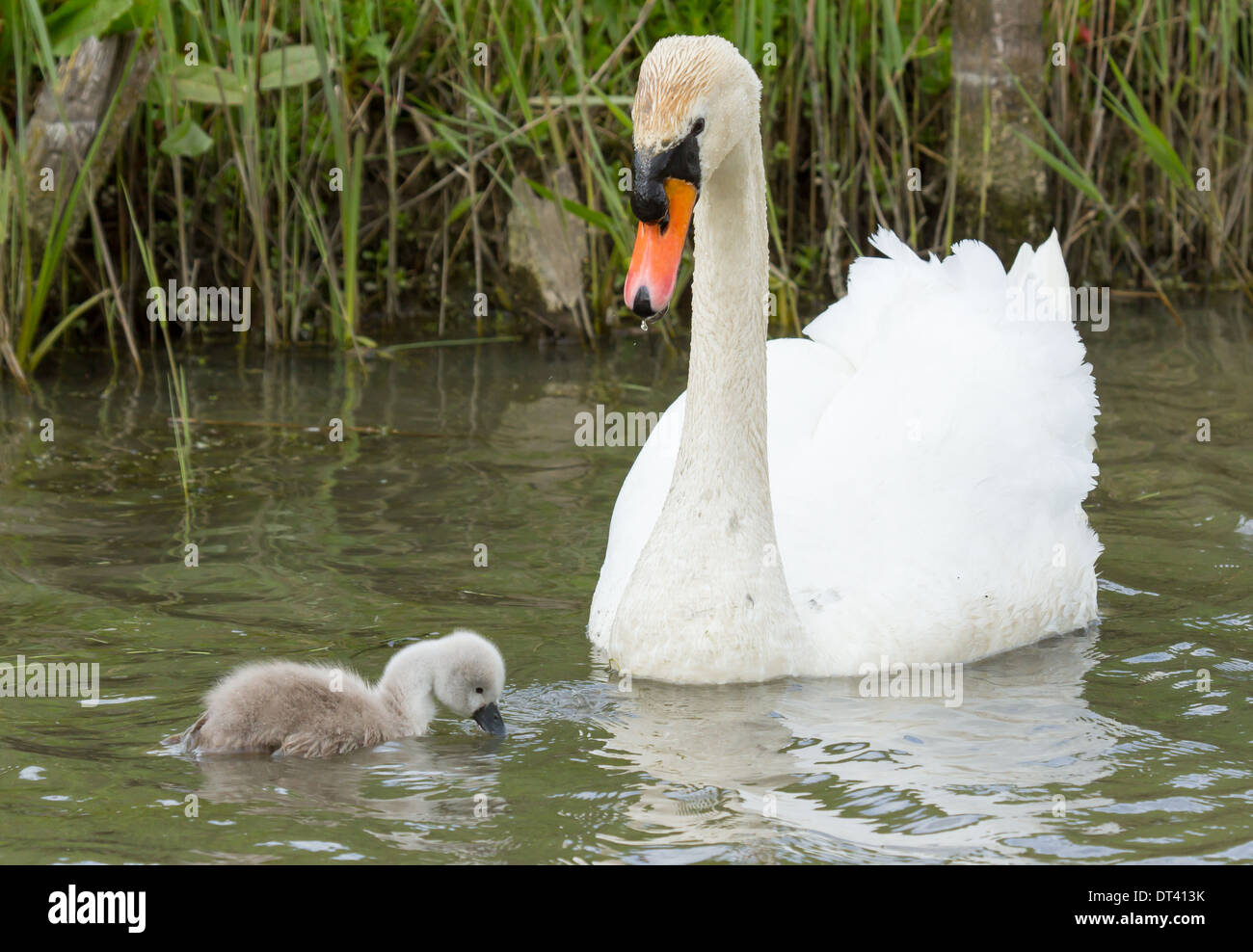 A cygnet is swimming in the water with its parent Stock Photo - Alamy