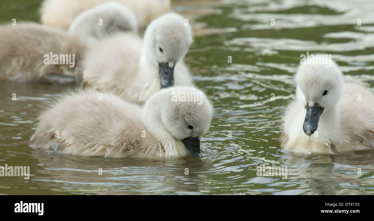 Cygnets are swimming in the water Stock Photo - Alamy