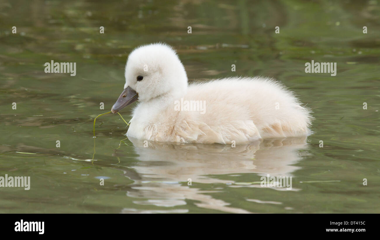 Cygnet head in swan feathers hi-res stock photography and images - Alamy