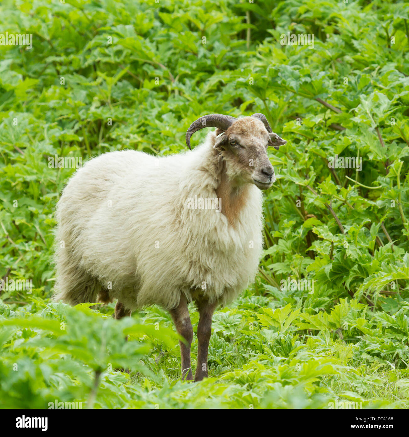 Old sheep in a wild green field Stock Photo - Alamy