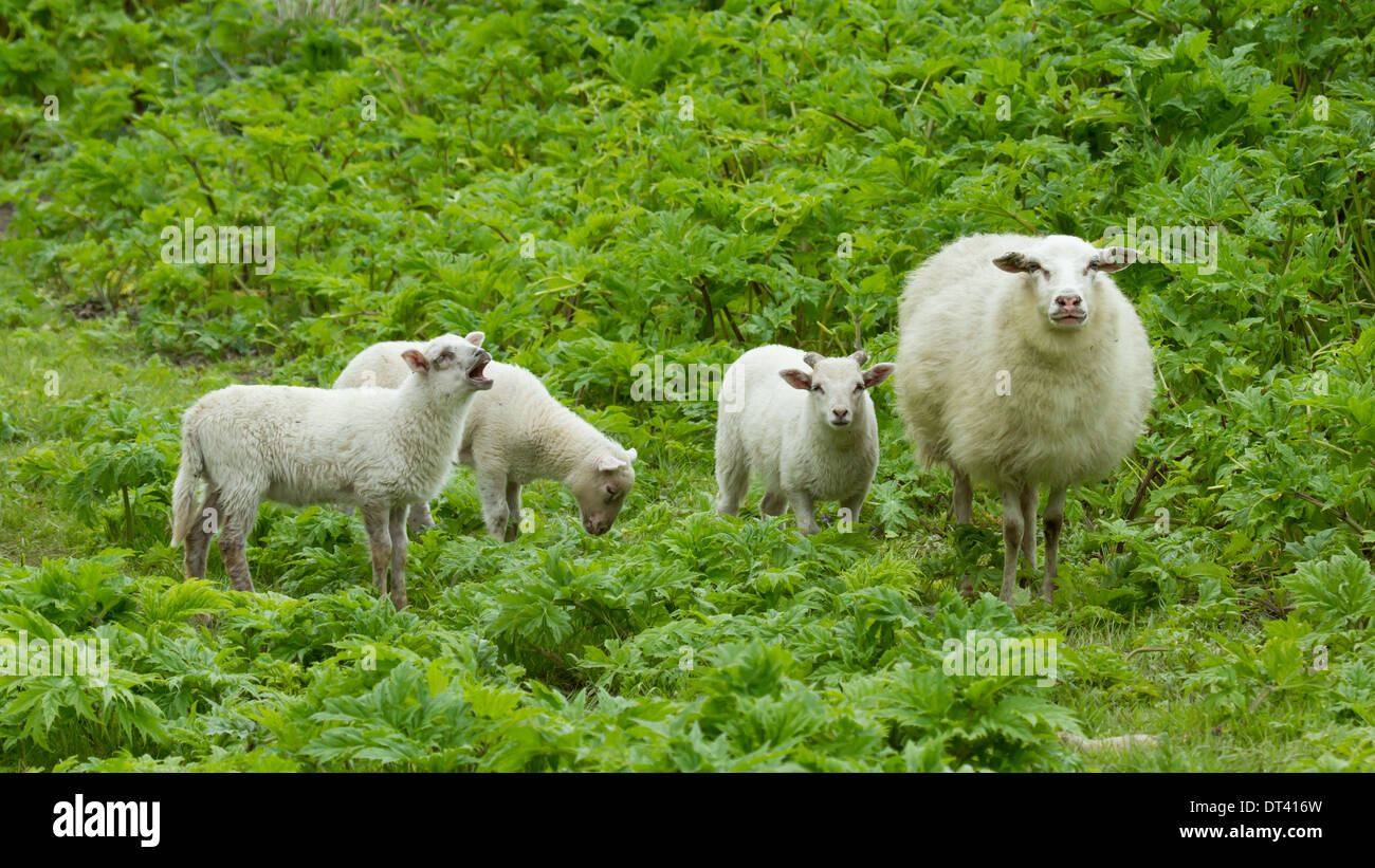 Little lambs in a wild green field Stock Photo - Alamy