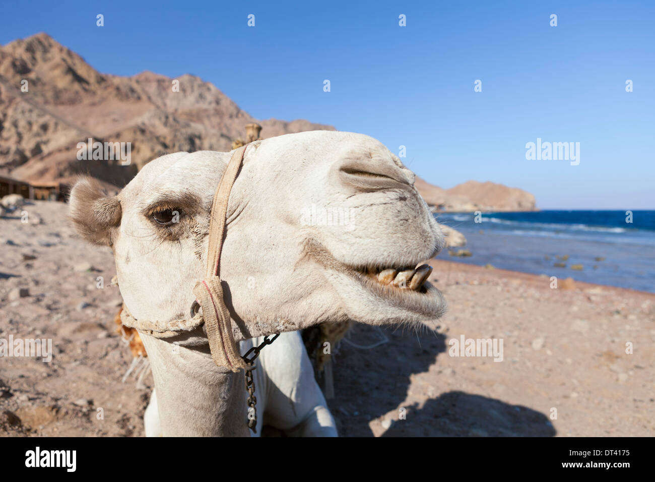 Camel's head, Sinai, Egypt Stock Photo - Alamy