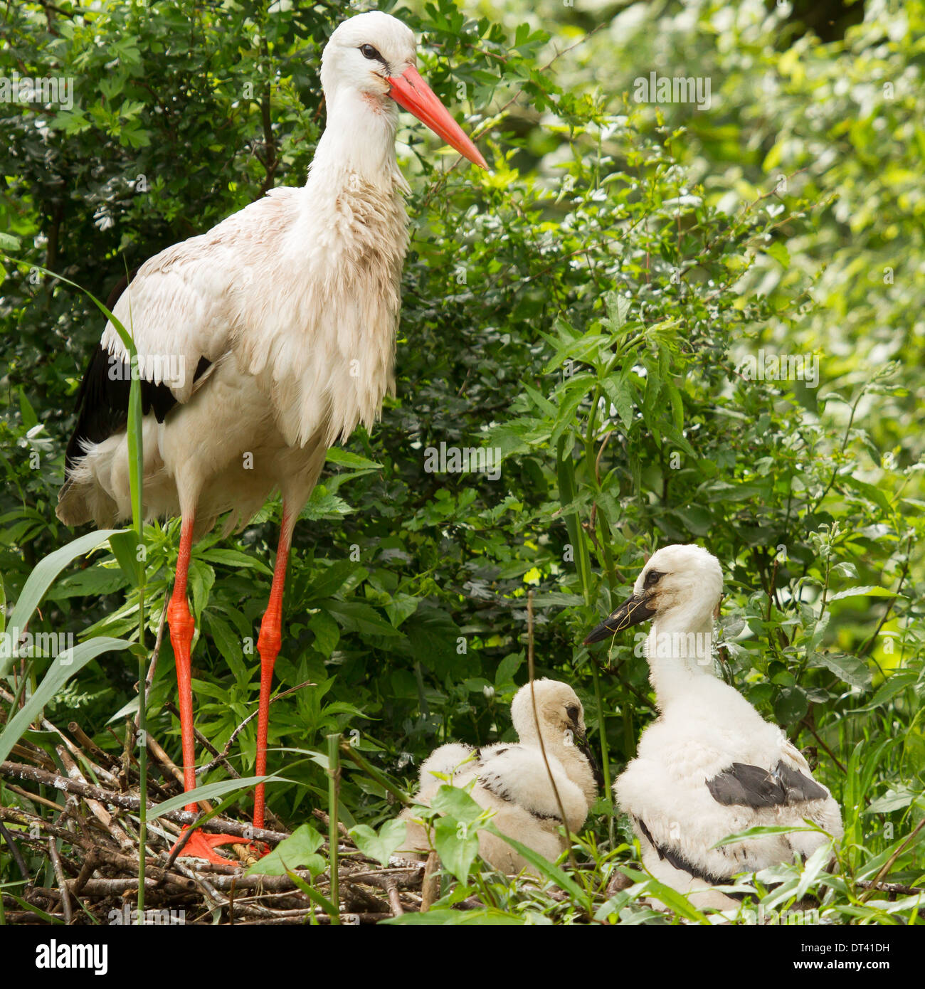 Two stork chicks in nest hi-res stock photography and images - Alamy