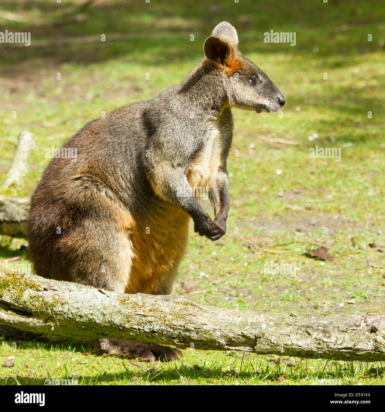 Parma wallaby baby in pouch hi-res stock photography and images - Alamy