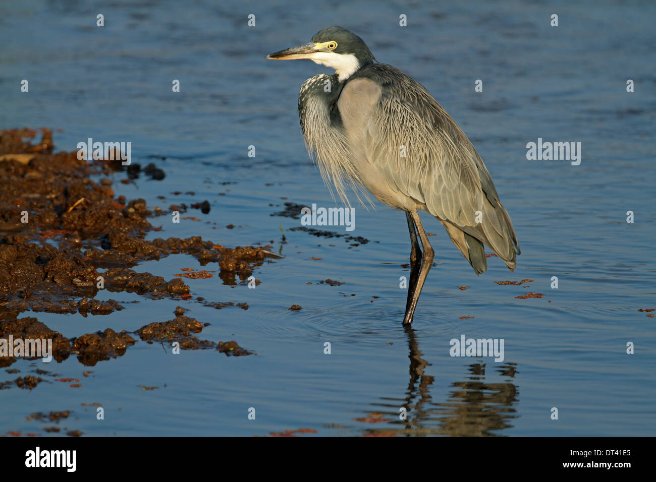 Black-headed heron (Ardea melanocephala) standing in shallow water ...
