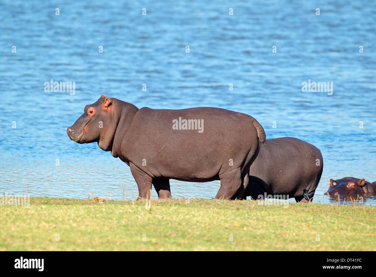 Hippopotamus (Hippopotamus amphibius) outside the water, South Africa ...