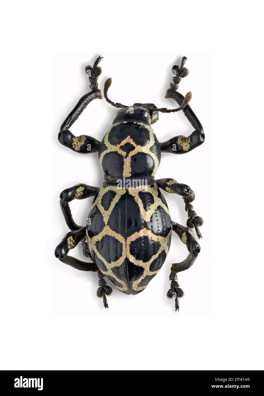 Pachyrrynchus reticulatus hi-res stock photography and images - Alamy