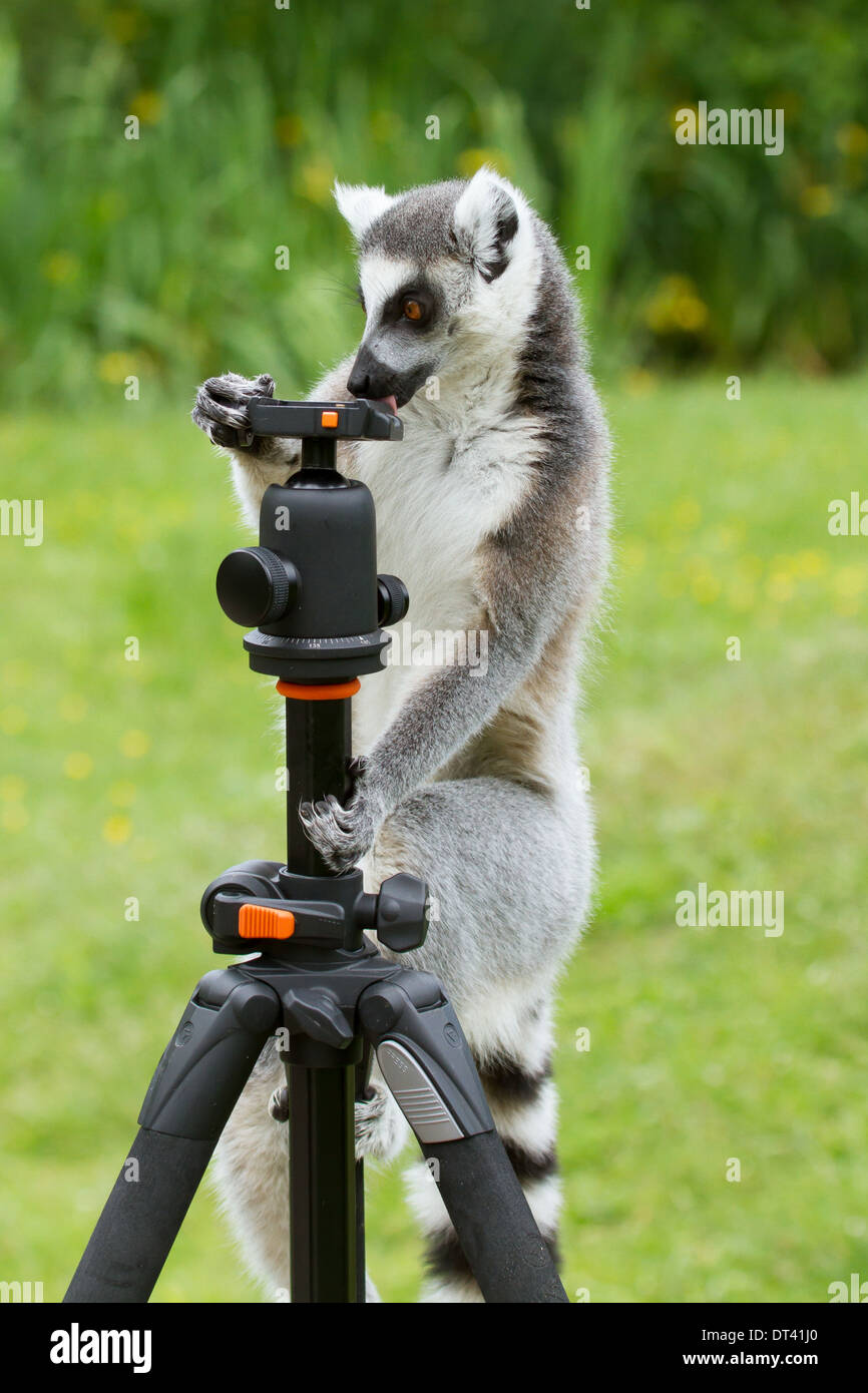 Ring-tailed lemur in captivity sitting on a photographers tripod Stock ...