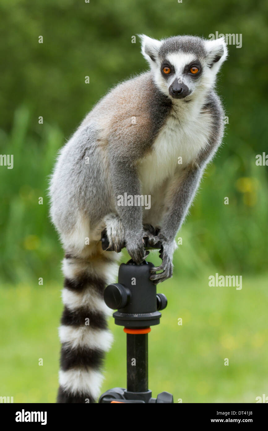 Ring-tailed lemur in captivity sitting on a photographers tripod Stock ...